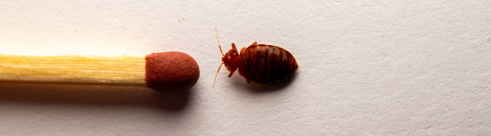 Bedbugs: Learn about them and prevent infestations | Hospital da Luz
